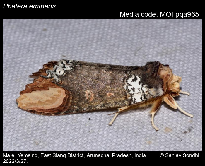 Phalera eminens Schintlmeister, 1997 - | Moths